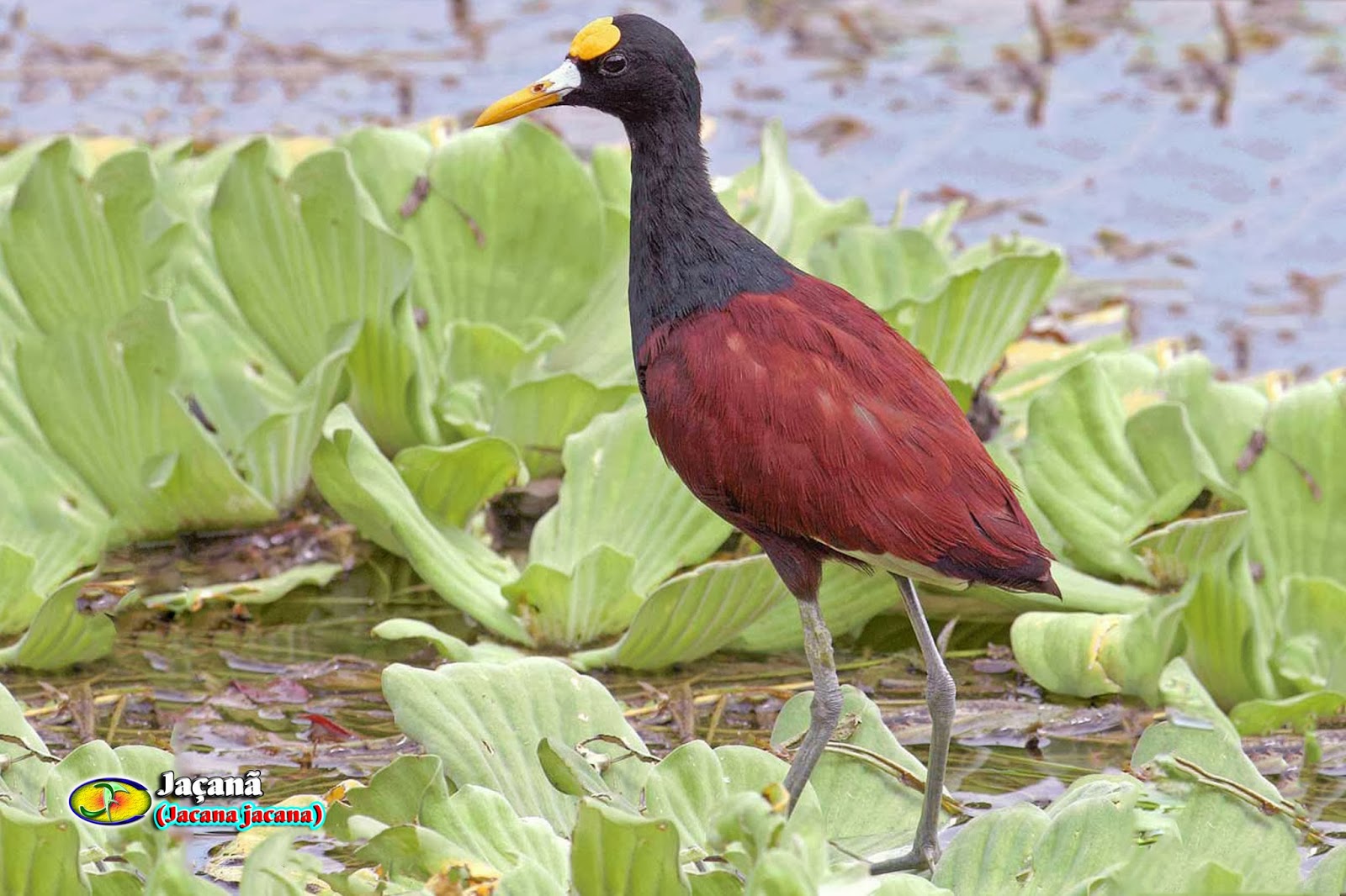 Zoologia: Jaçanã (Jacana jacana)